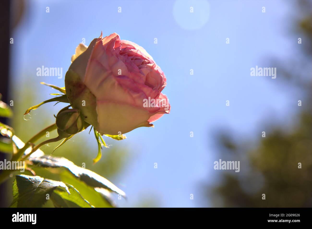 Lit de rose hi-res stock photography and images - Alamy