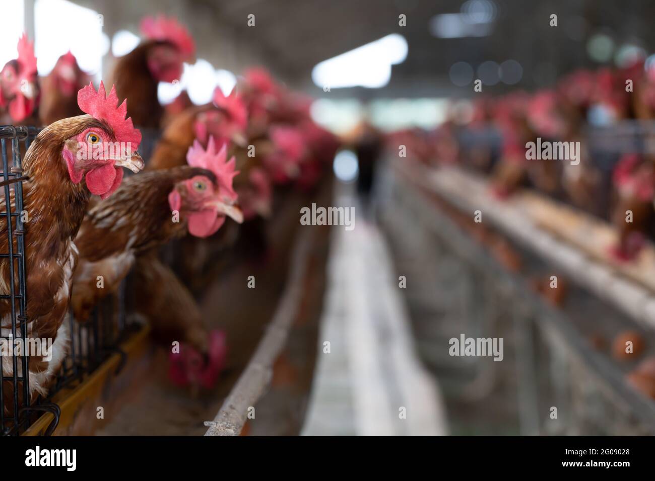 Chicken in the factory, Hens in cages industrial farm in Thailand ...