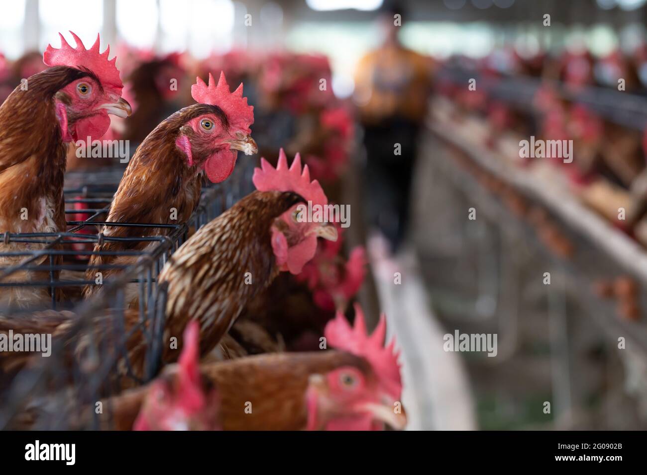 Chicken in the factory, Hens in cages industrial farm in Thailand ...
