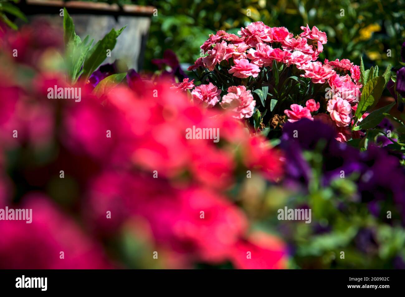 Potted plant arrangements hi-res stock photography and images - Alamy