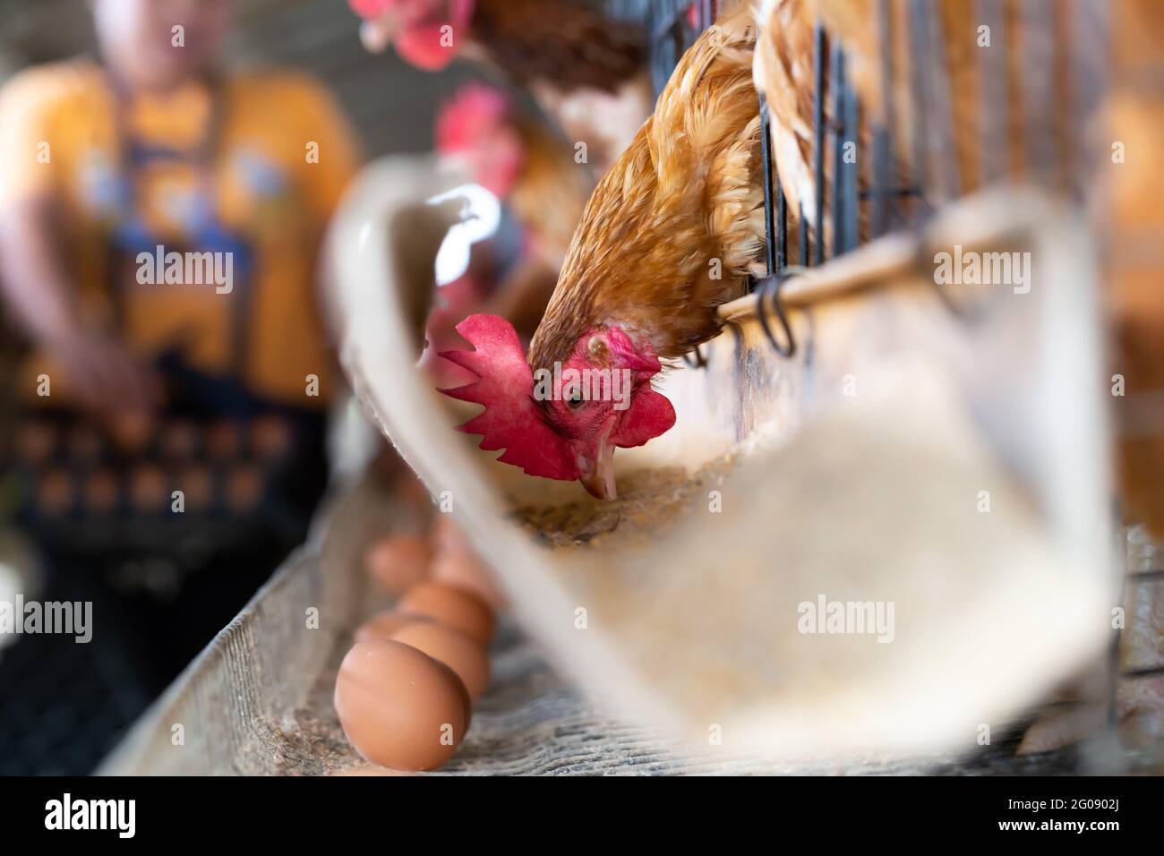 Chicken in the factory, Hens in cages industrial farm in Thailand ...