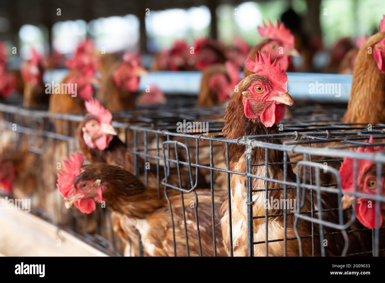 Chicken in the factory, Hens in cages industrial farm in Thailand ...