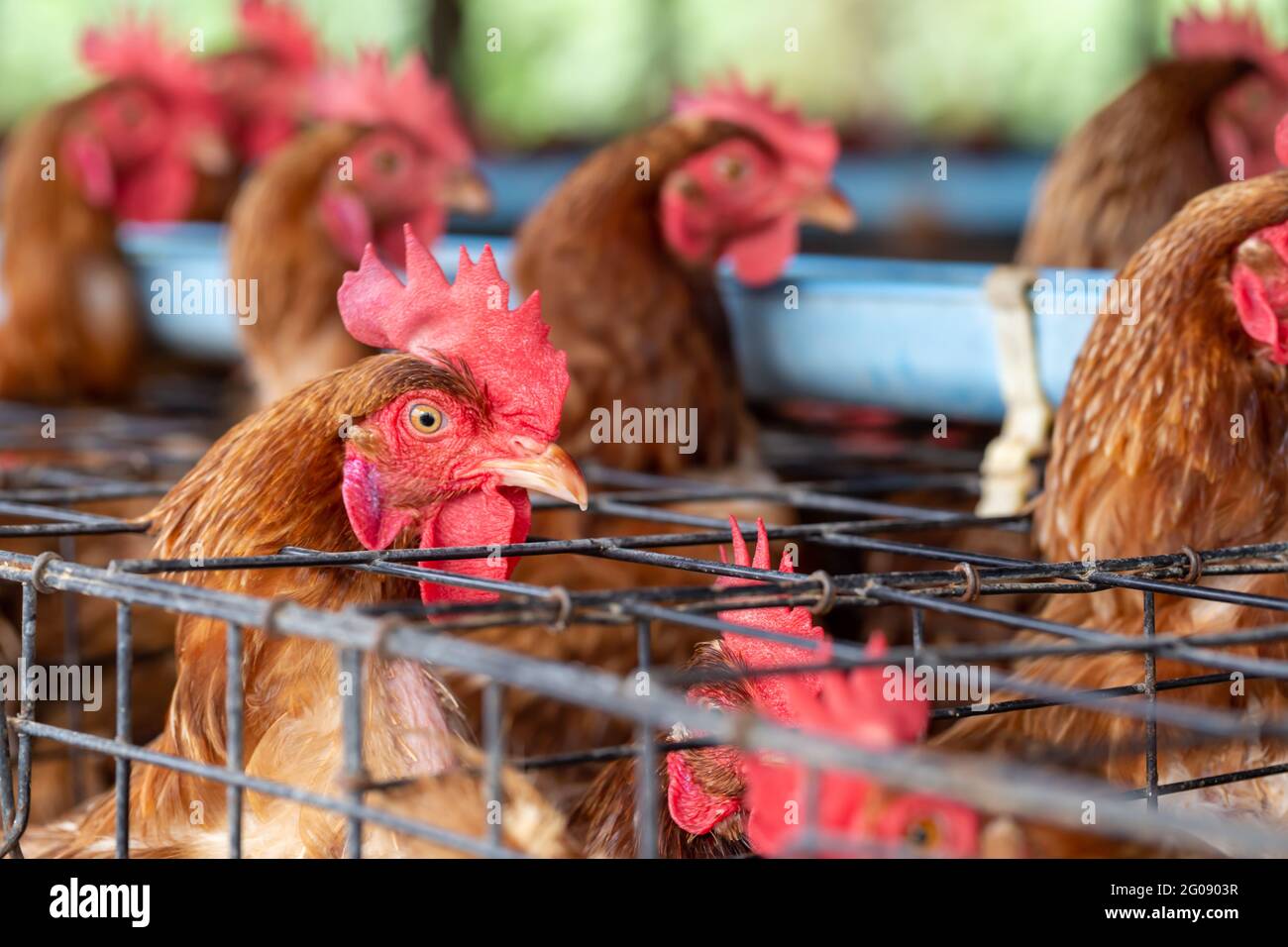 Chicken in the factory, Hens in cages industrial farm in Thailand ...