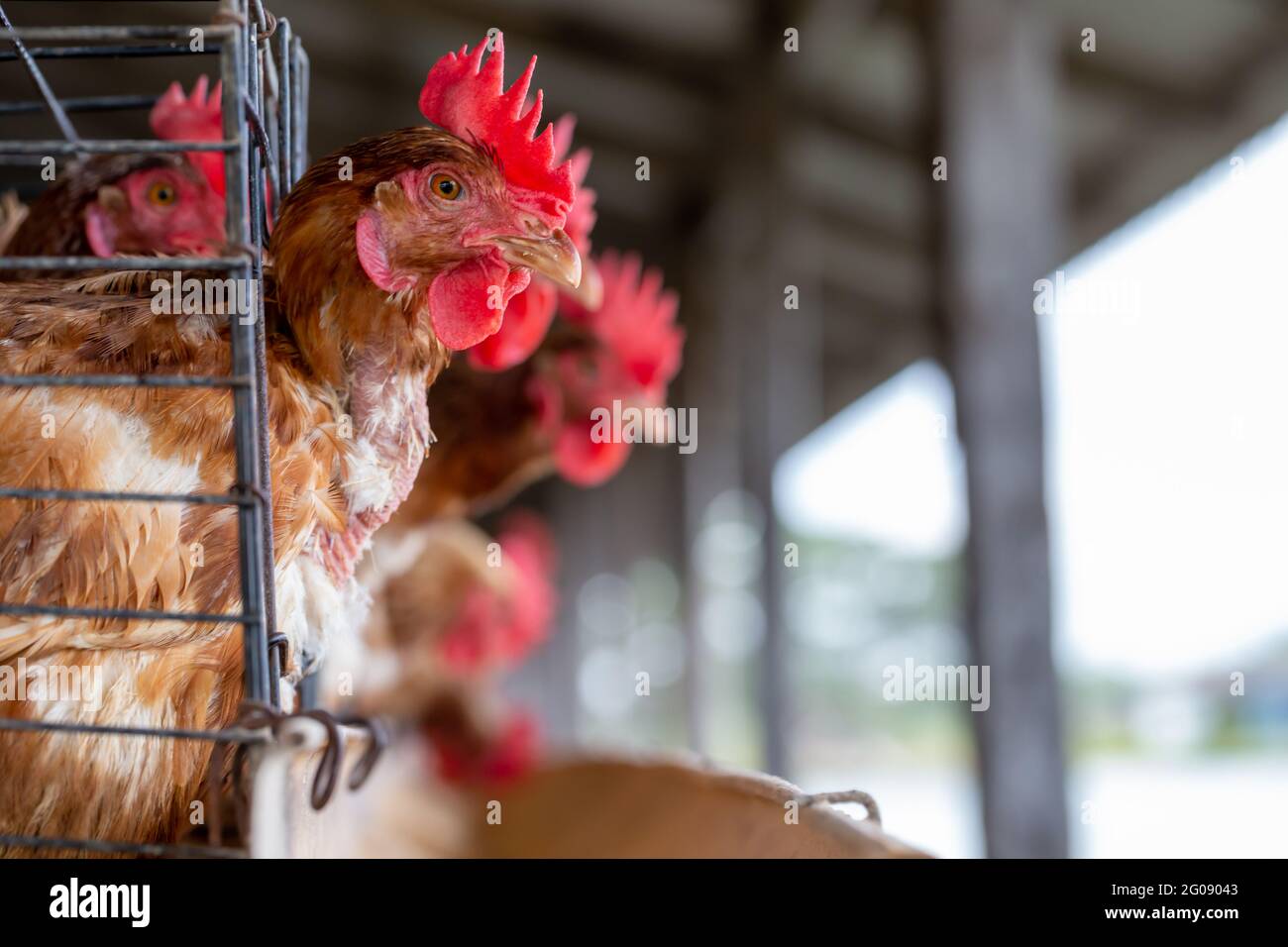 Chicken in the factory, Hens in cages industrial farm in Thailand ...