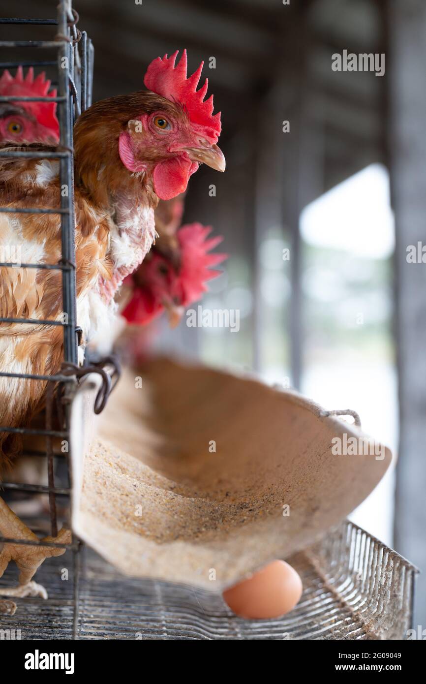Chicken in the factory, Hens in cages industrial farm in Thailand ...