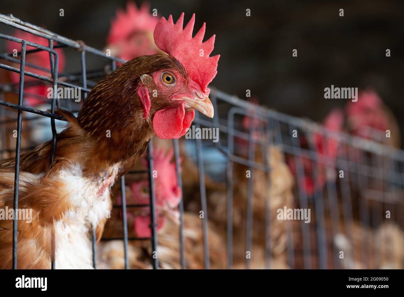 Chicken in the factory, Hens in cages industrial farm in Thailand ...