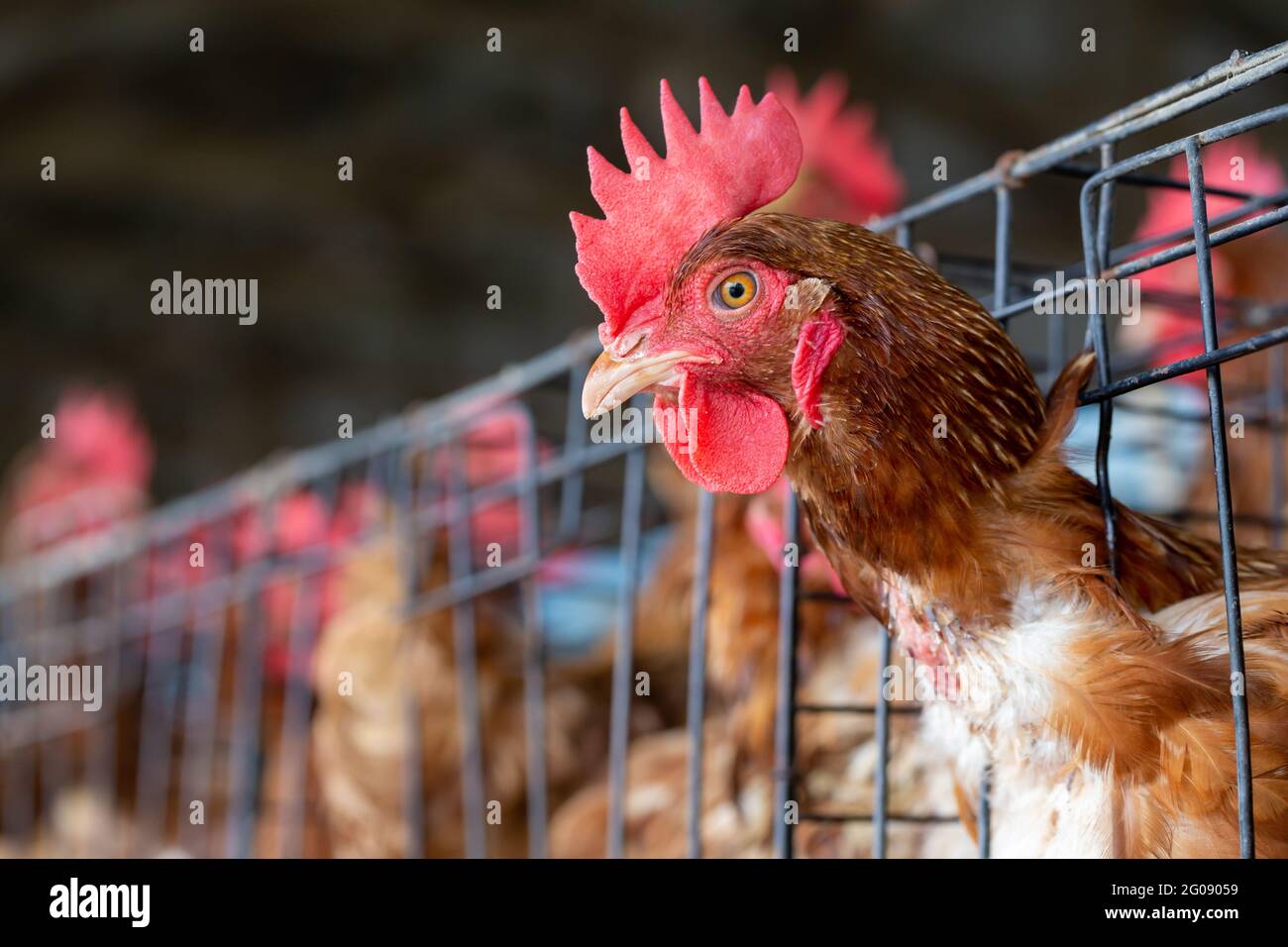 Chicken in the factory, Hens in cages industrial farm in Thailand ...