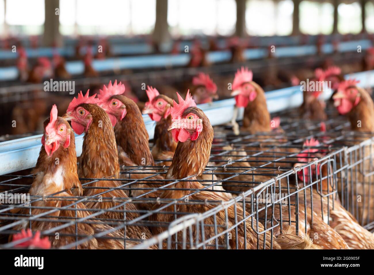 Chicken in the factory, Hens in cages industrial farm in Thailand ...