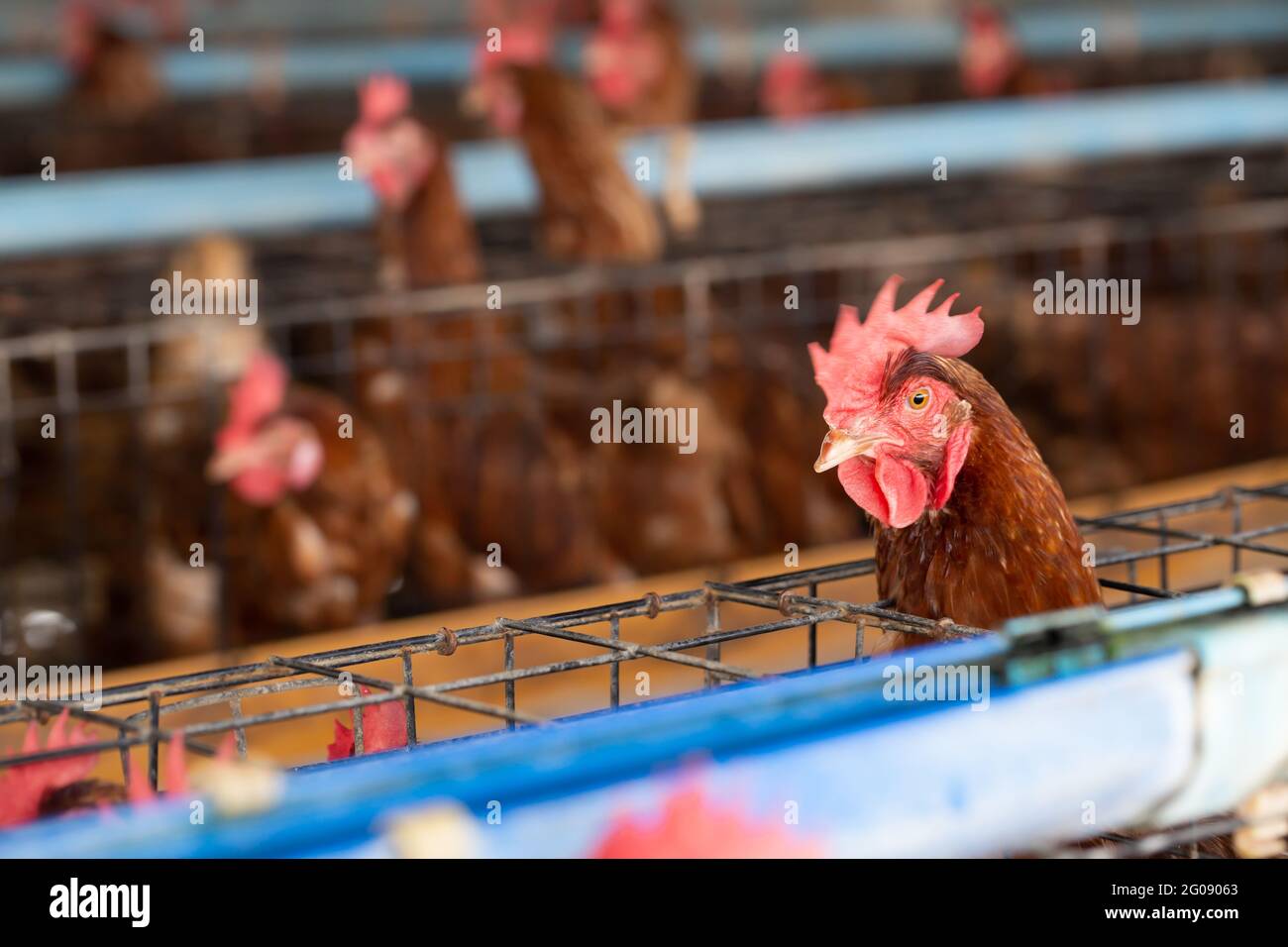 Chicken in the factory, Hens in cages industrial farm in Thailand ...