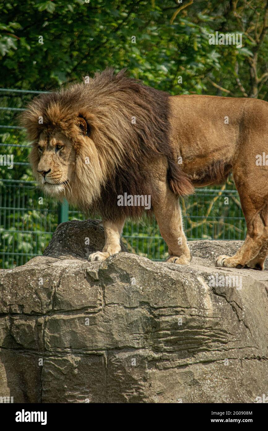 Blackpool Zoo Animals Stock Photo - Alamy
