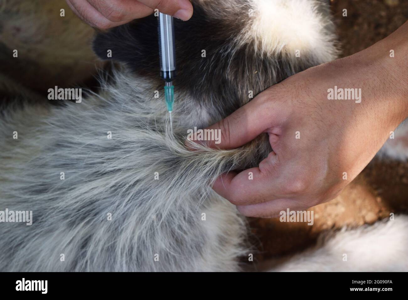 The dog was vaccinated by a syringe inserted under the skin, Rabies ...