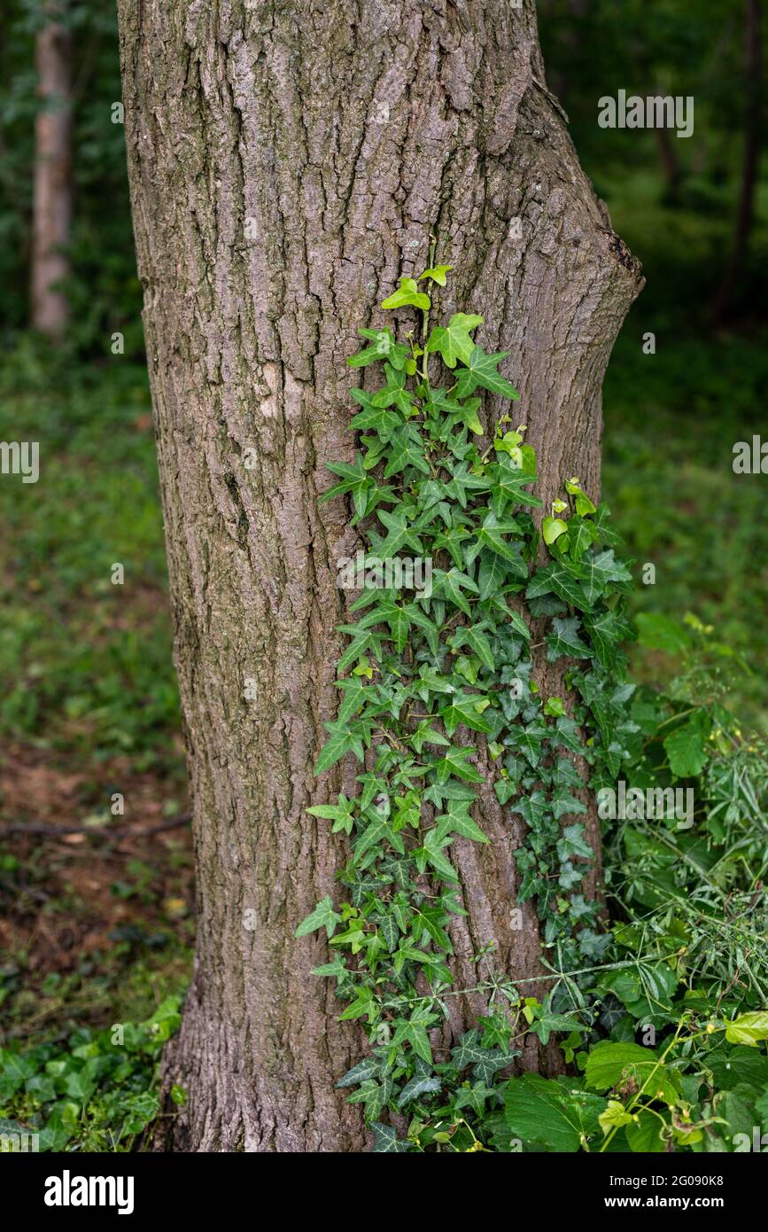 Vertical shot of crawling vines on a tree trunk in the forest Stock ...