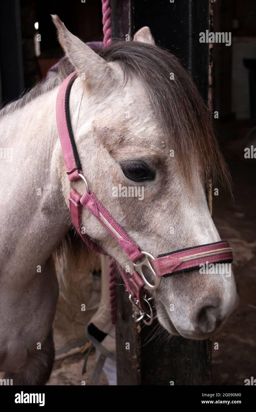Young pony hi-res stock photography and images - Alamy