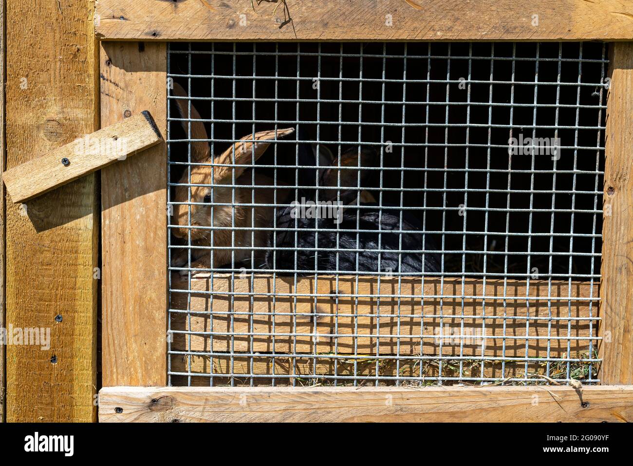 Wooden Cage High Resolution Stock Photography and Images - Alamy