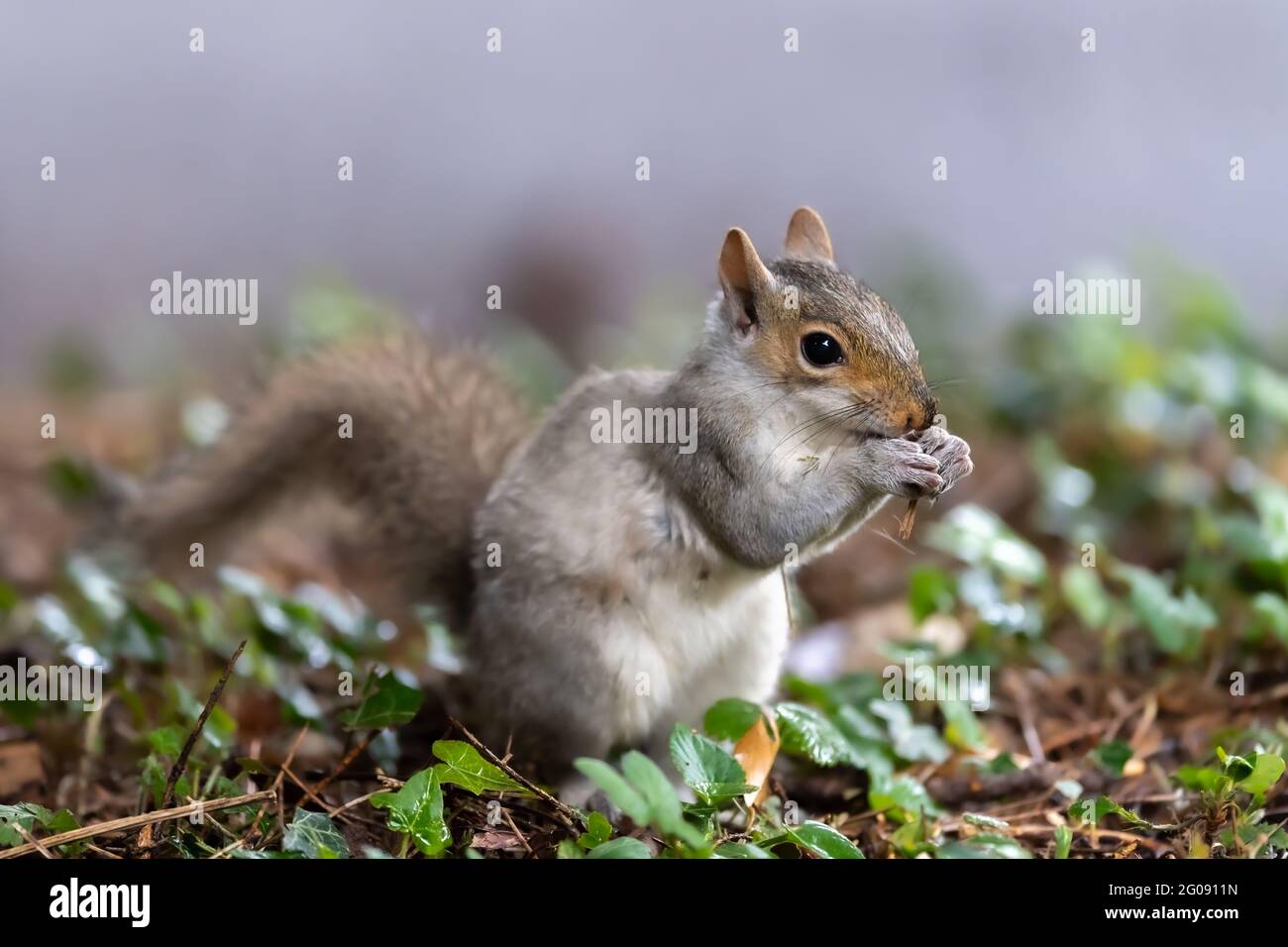 Cute young squirrel Stock Photo - Alamy