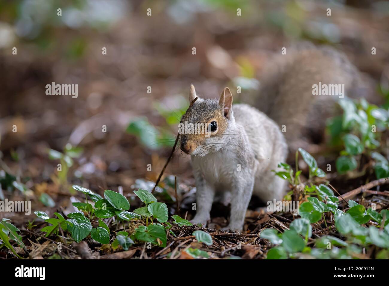 A cute young squirrel pup with a distinctive light coat Stock Photo - Alamy