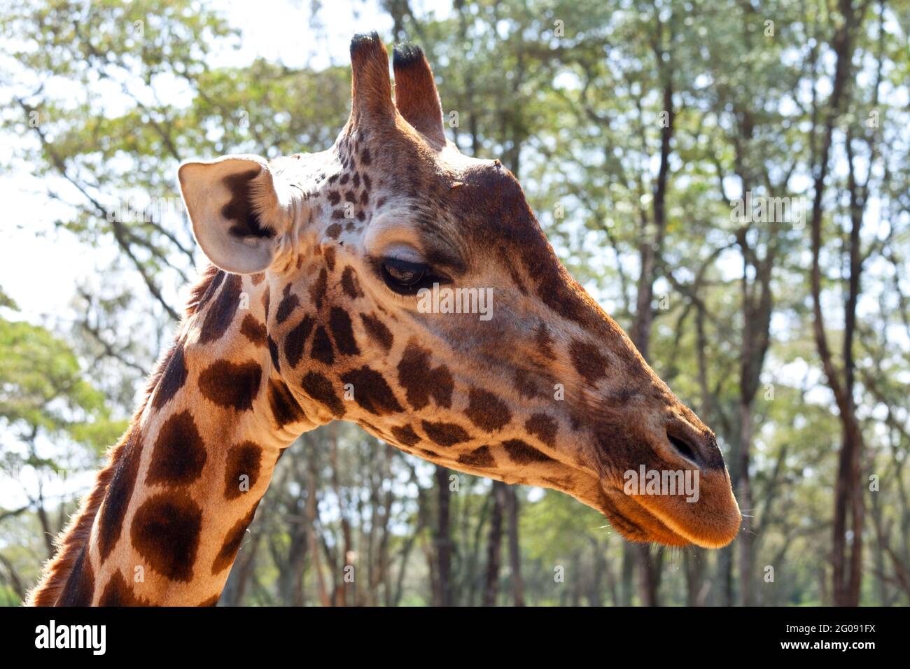 Wild giraffe in the african bush, Namibia Stock Photo - Alamy