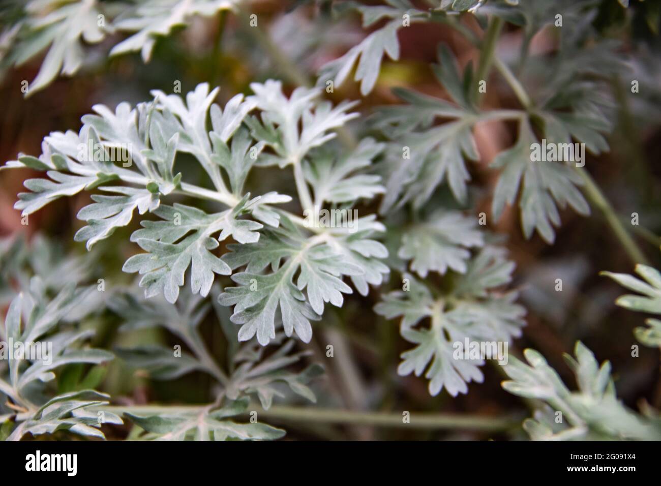 Tree wormwood hi-res stock photography and images - Alamy