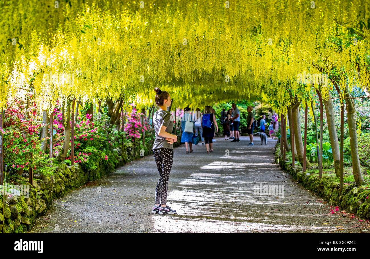 Bodnant garden laburnum arch hi-res stock photography and images - Alamy