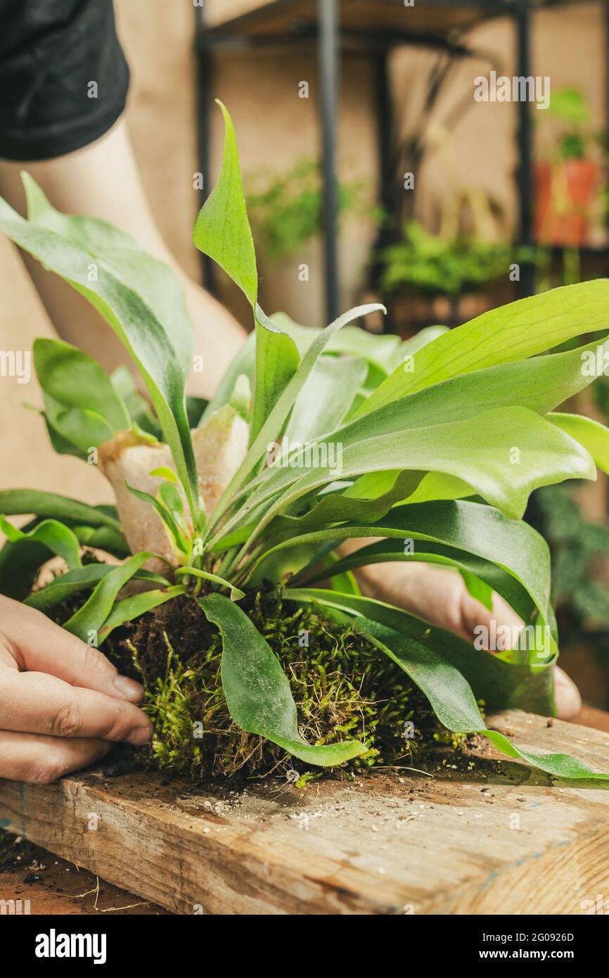 Man covering the roots of Staghorn Fern with the sheet moss. Mounting a ...