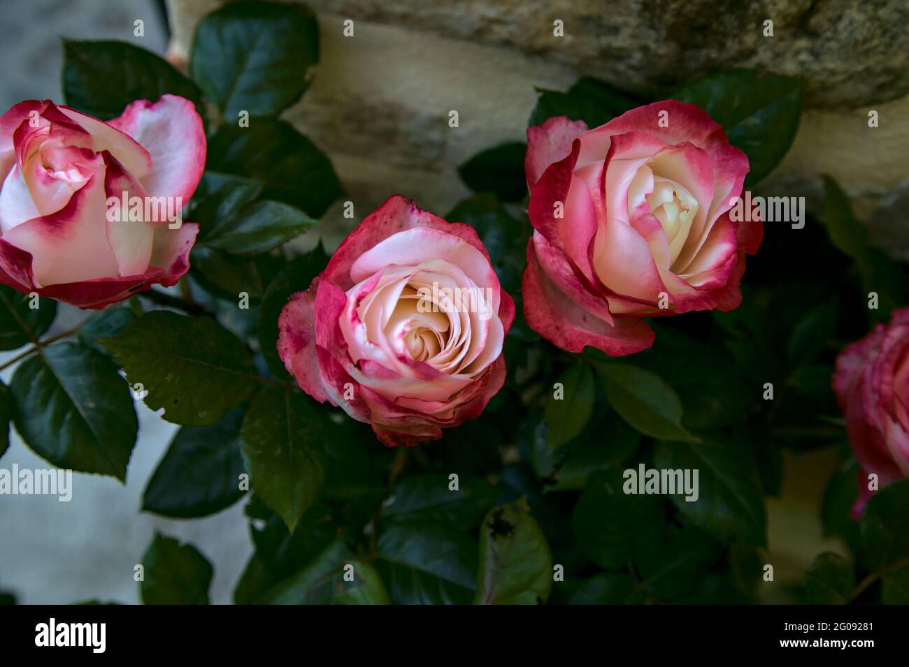 White rose with red tips and a stone wall as background Stock Photo - Alamy