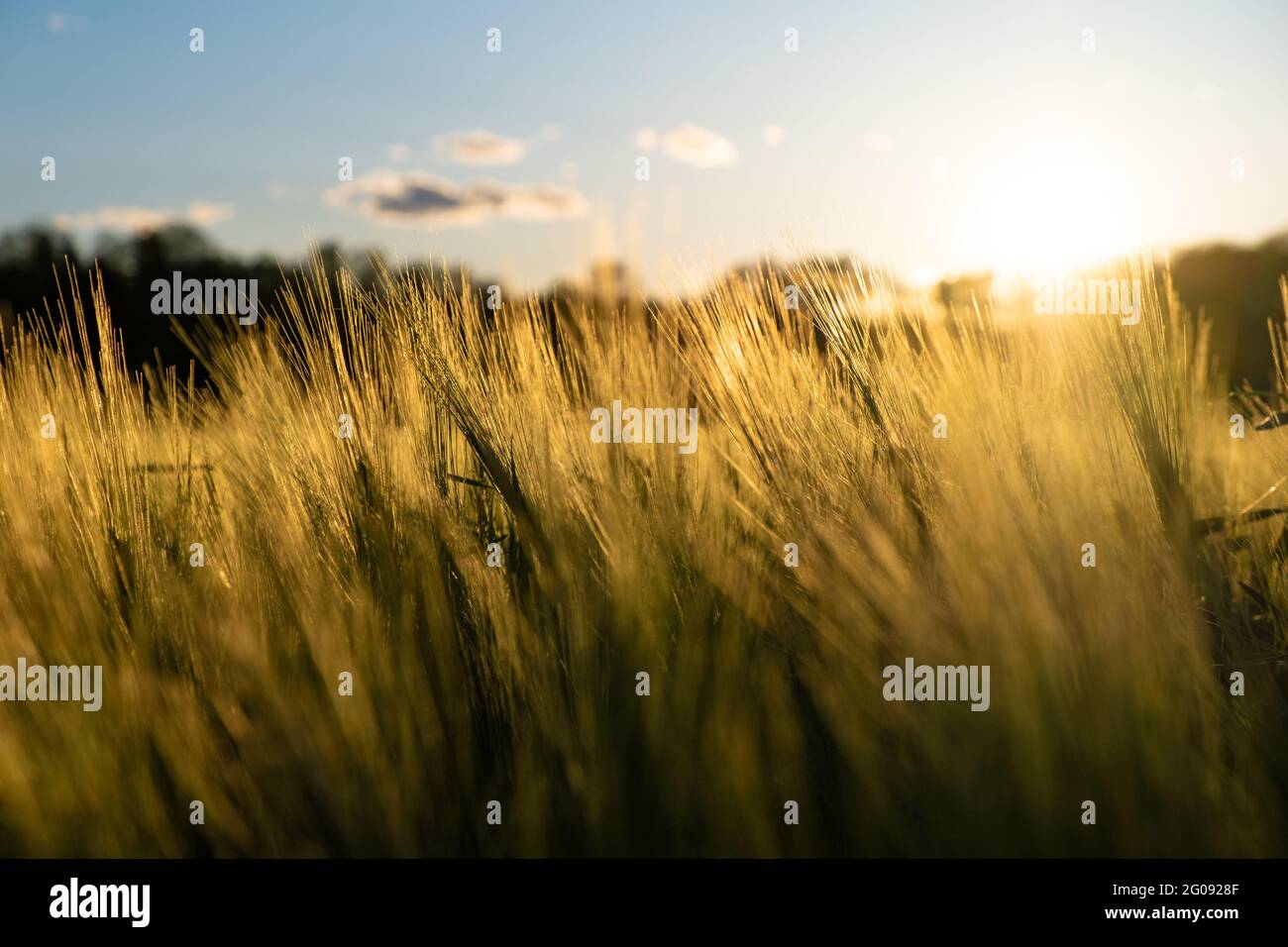 Green field in rural area. Landscape of agricultural cereal fields ...