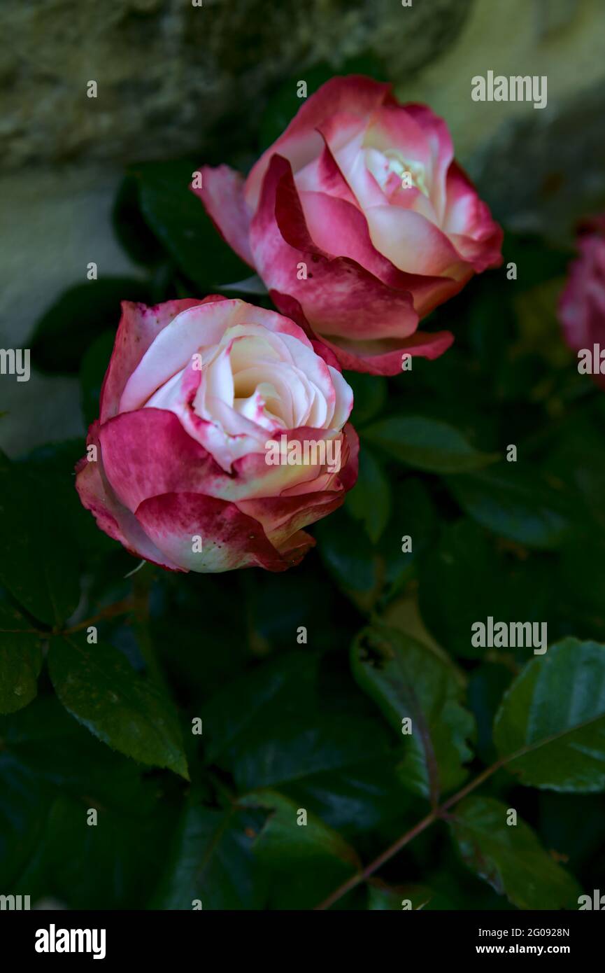 White rose with red tips and a stone wall as background Stock Photo - Alamy