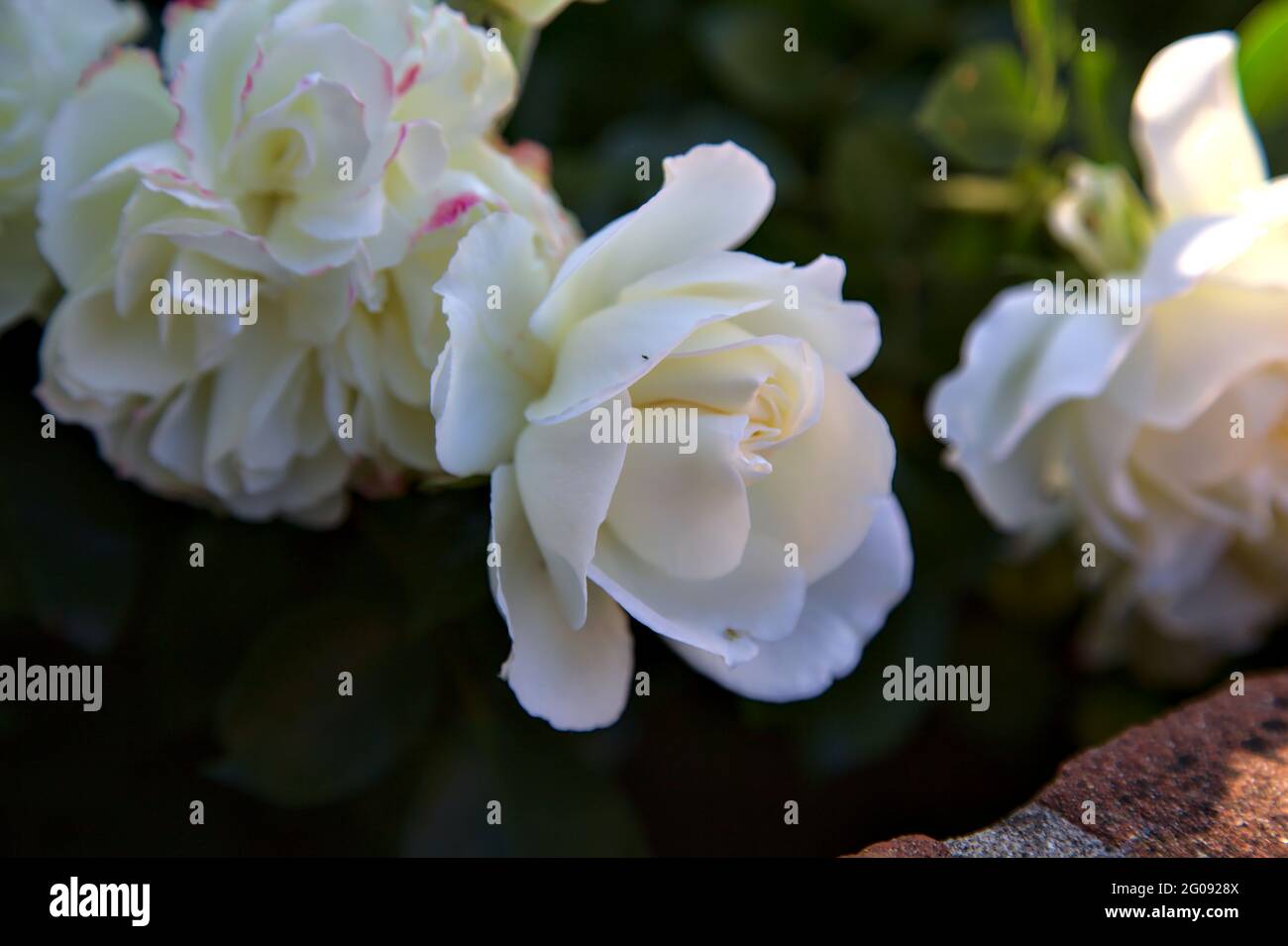 White ground cover roses seen up close Stock Photo - Alamy
