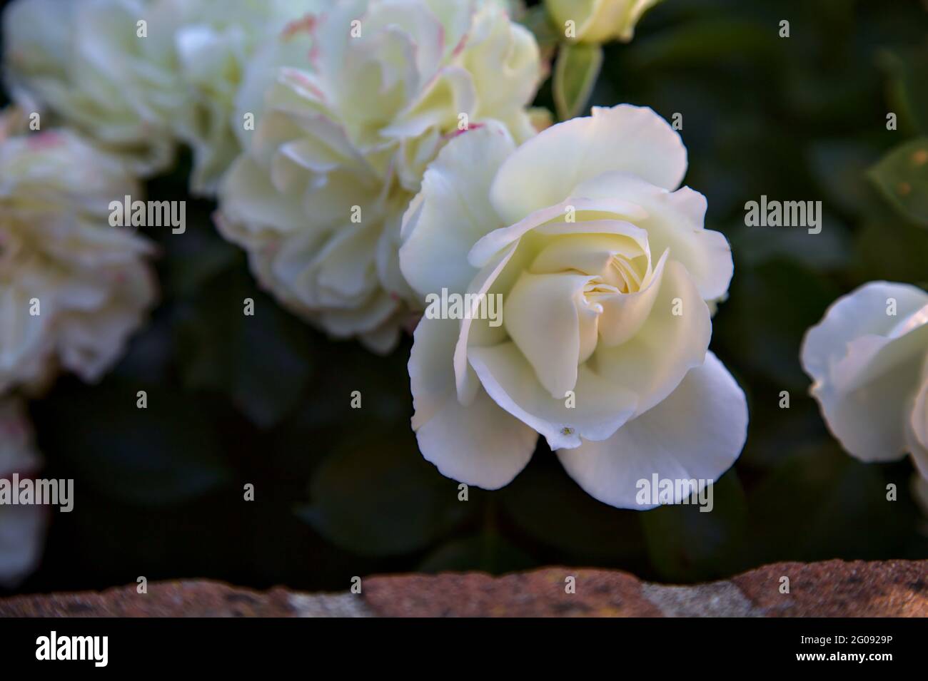 White ground cover roses seen up close Stock Photo - Alamy