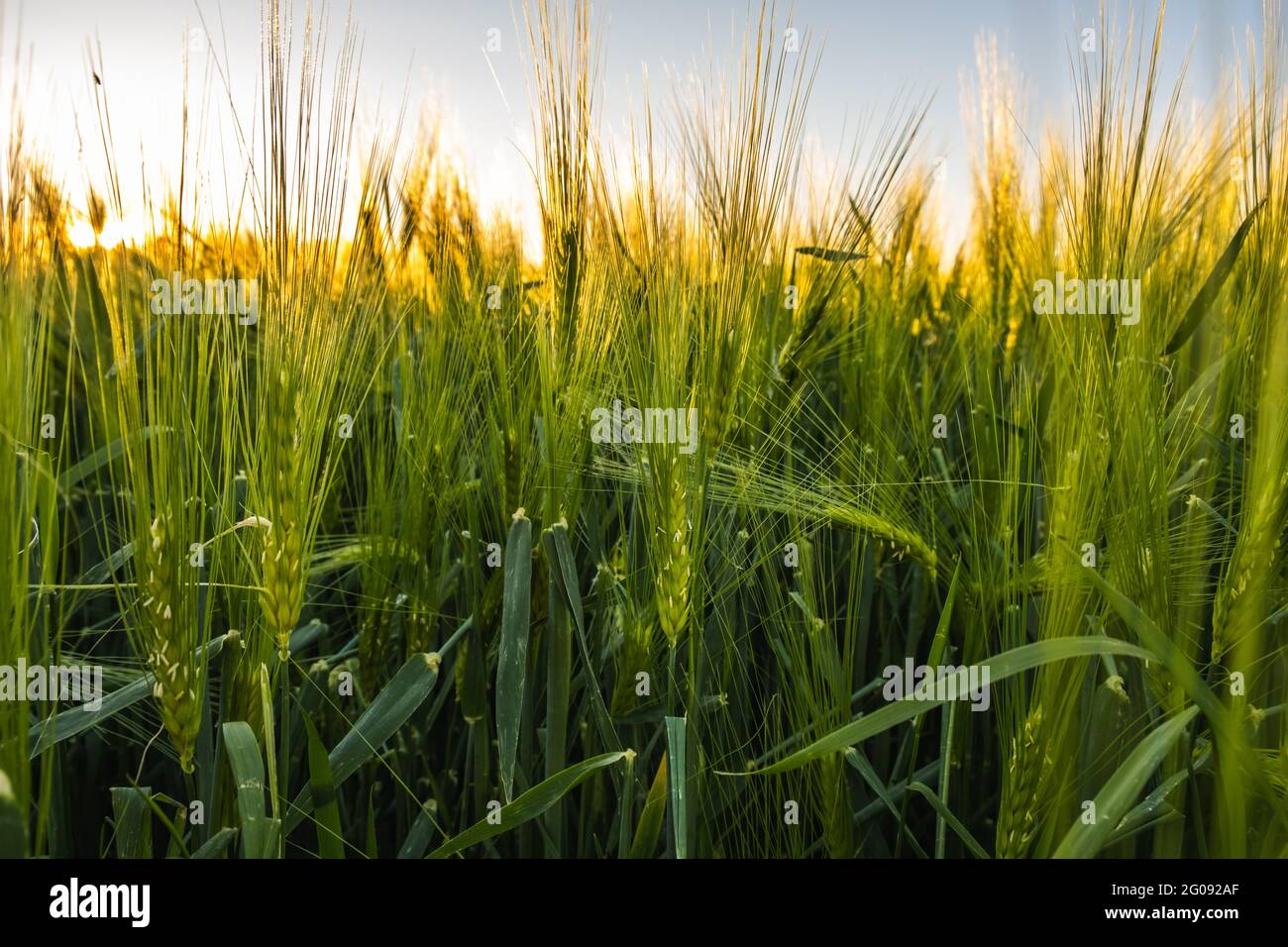 Green field in rural area. Landscape of agricultural cereal fields ...