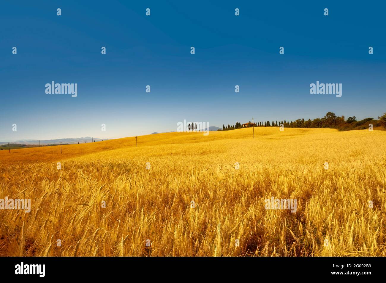 Tuscany wheat field landscape in summer Stock Photo - Alamy