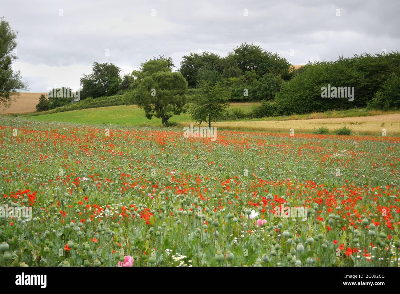 Flower fields of poppies, wild flowers and sunflowers Stock Photo - Alamy