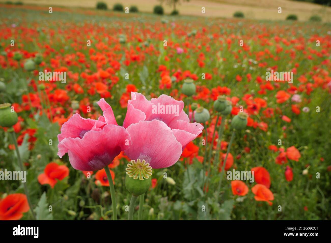 Flower fields of poppies, wild flowers and sunflowers Stock Photo - Alamy