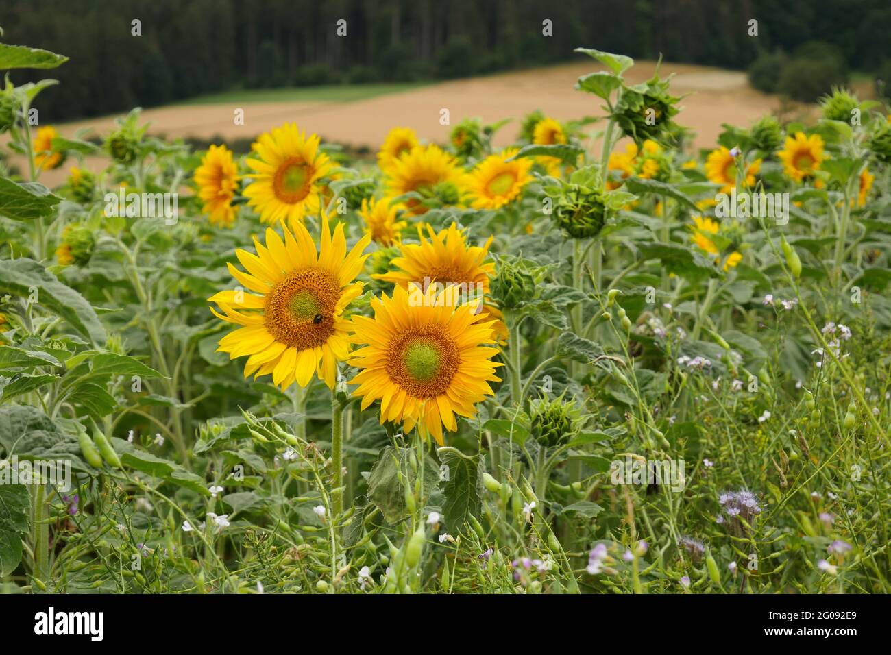 Flower fields of poppies, wild flowers and sunflowers Stock Photo - Alamy