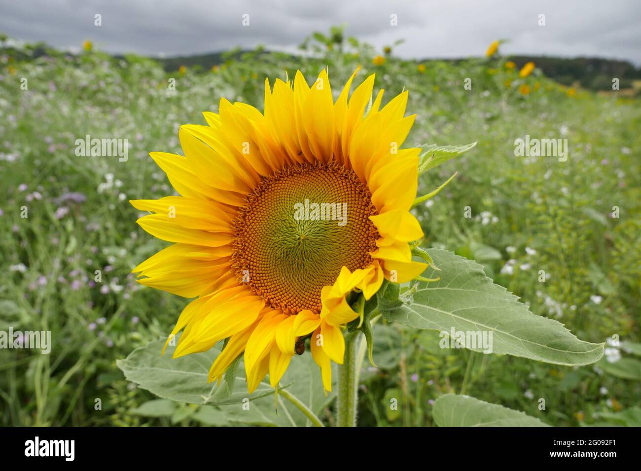 Flower fields of poppies, wild flowers and sunflowers Stock Photo - Alamy
