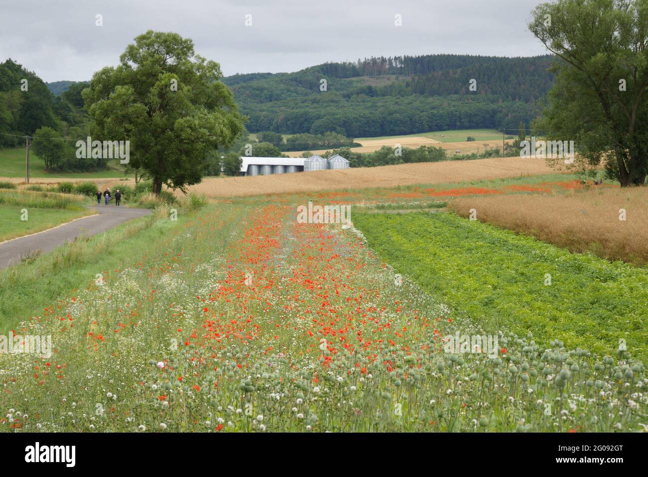 Flower fields of poppies, wild flowers and sunflowers Stock Photo - Alamy