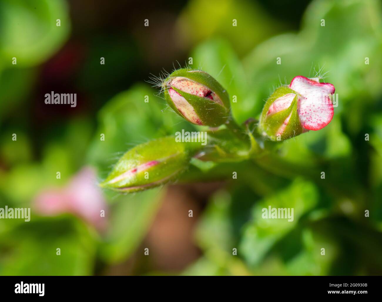Geranium buds. The flowers are coming out Stock Photo - Alamy