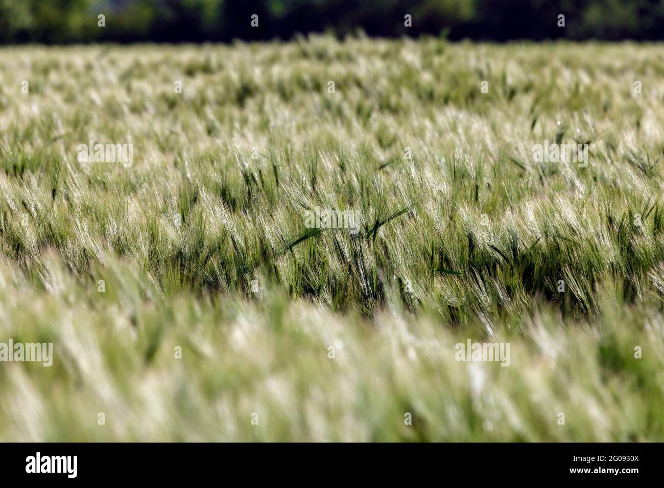 Grain field, barley Stock Photo - Alamy