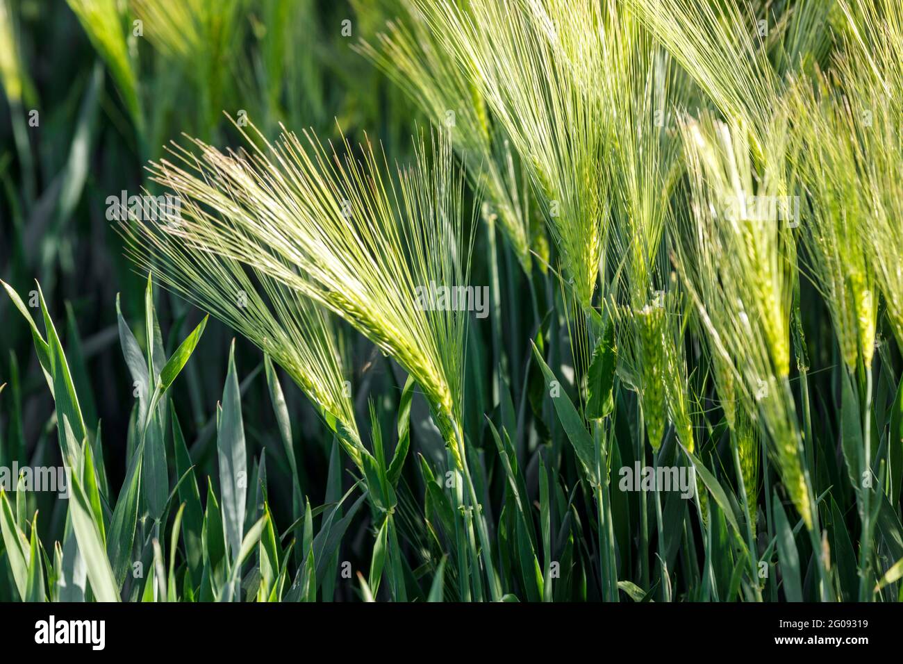 Grain field, barley Stock Photo - Alamy