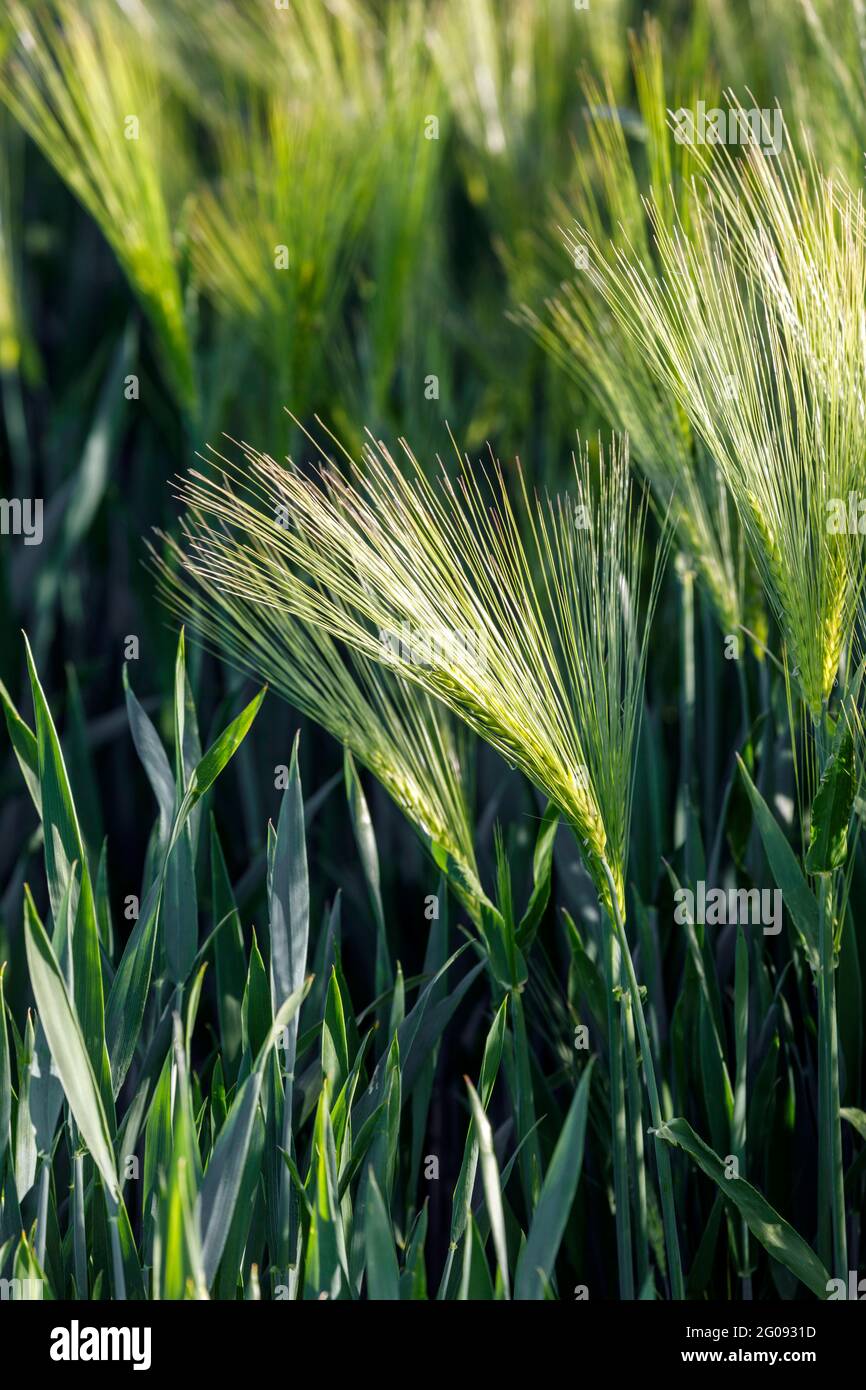 Getreidefelder High Resolution Stock Photography and Images - Alamy