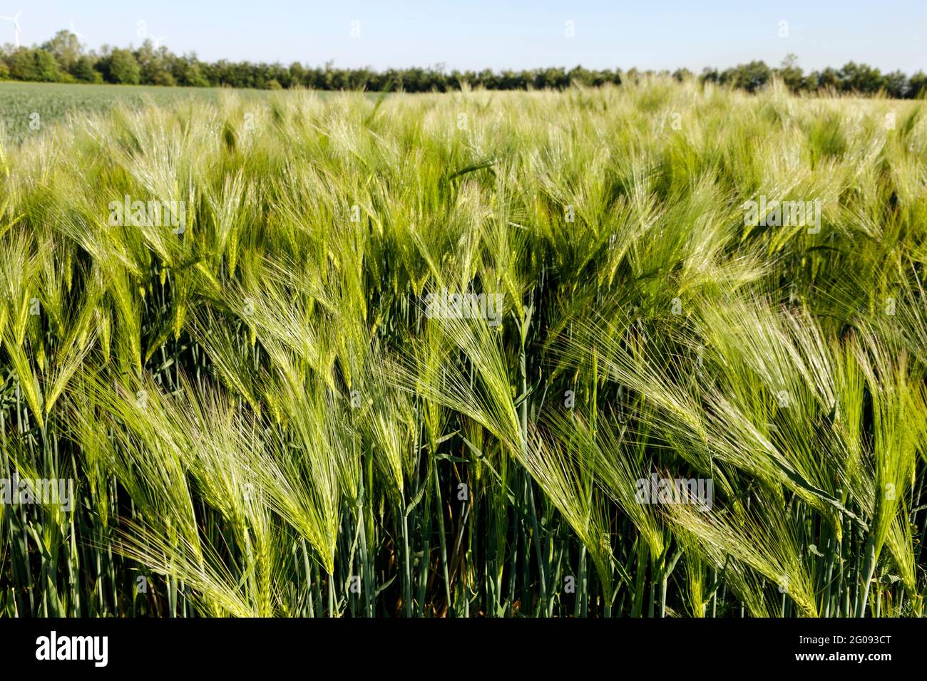 Grain field, barley Stock Photo - Alamy
