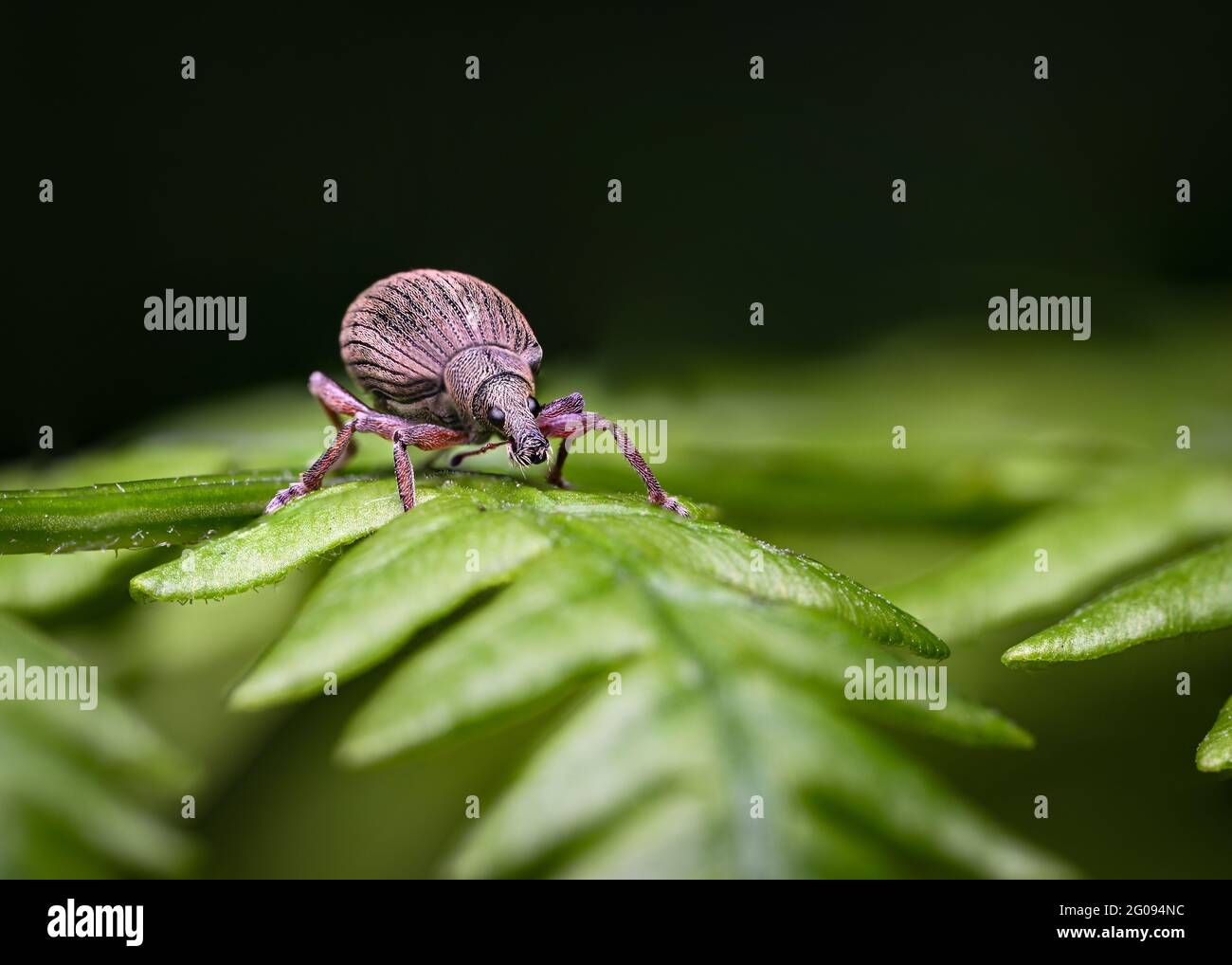 Weevil bug hi-res stock photography and images - Alamy
