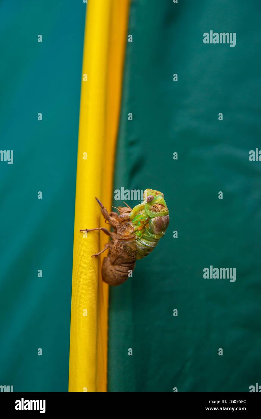 Cicada metamorphosis. The last molt is turning into an adult insect ...