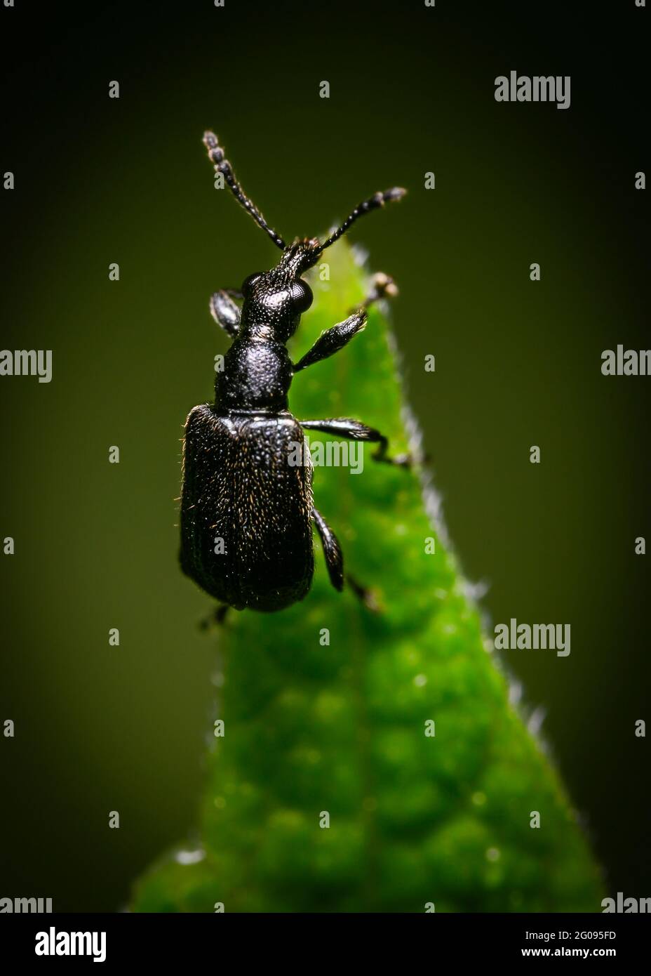 Black weevil hi-res stock photography and images - Alamy