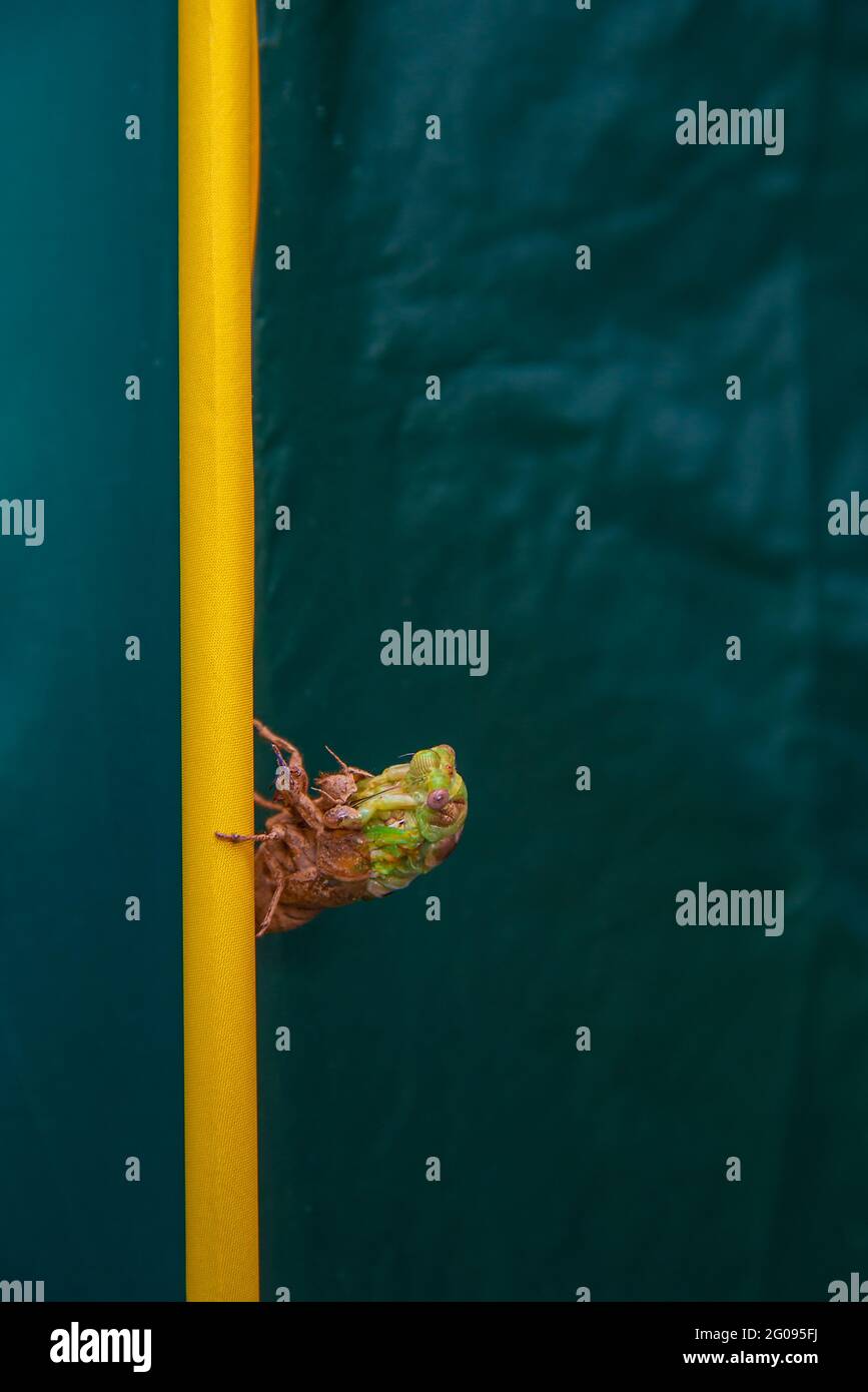 Cicada metamorphosis. The last molt is turning into an adult insect ...