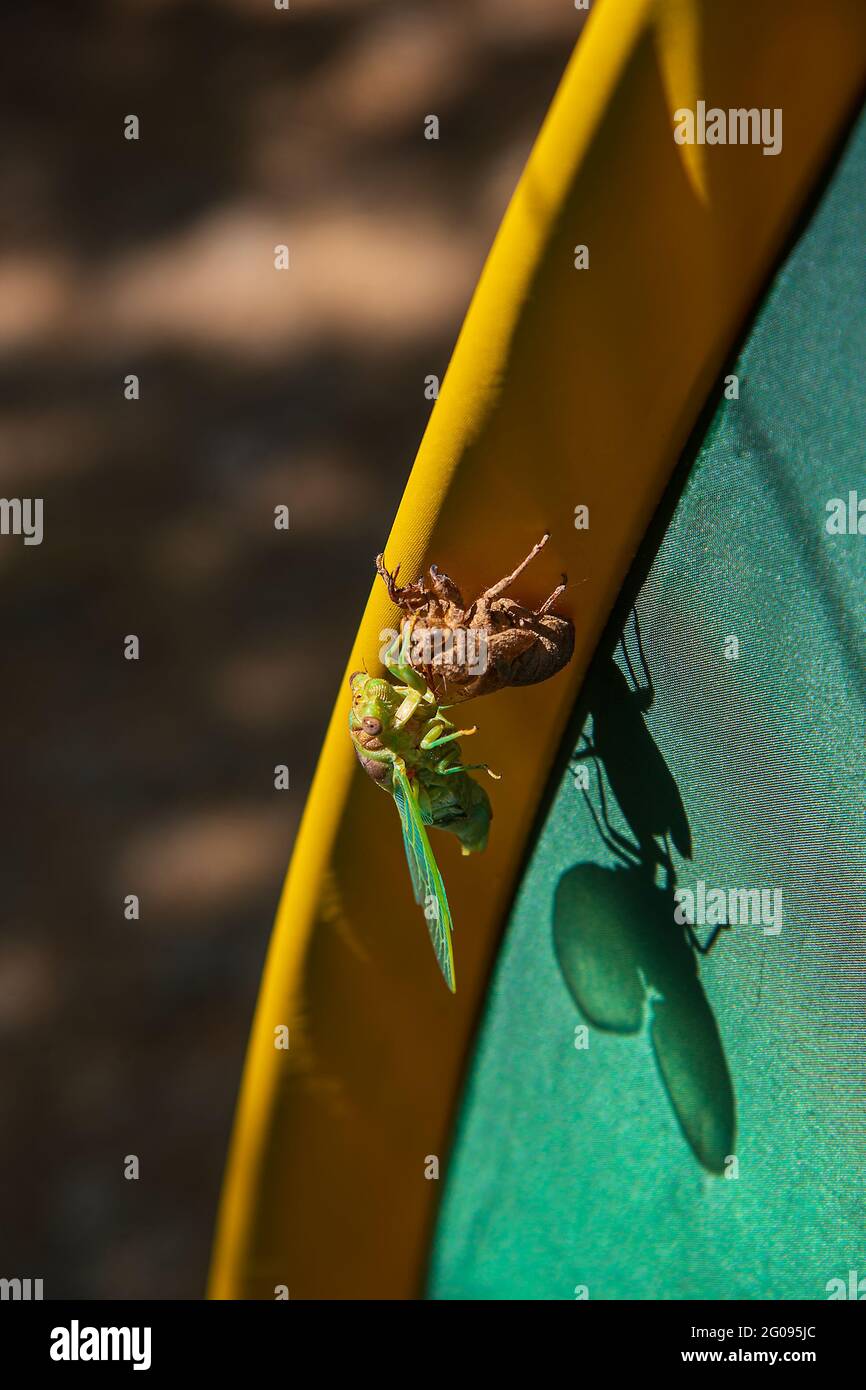 Cicada metamorphosis. The last molt is turning into an adult insect ...