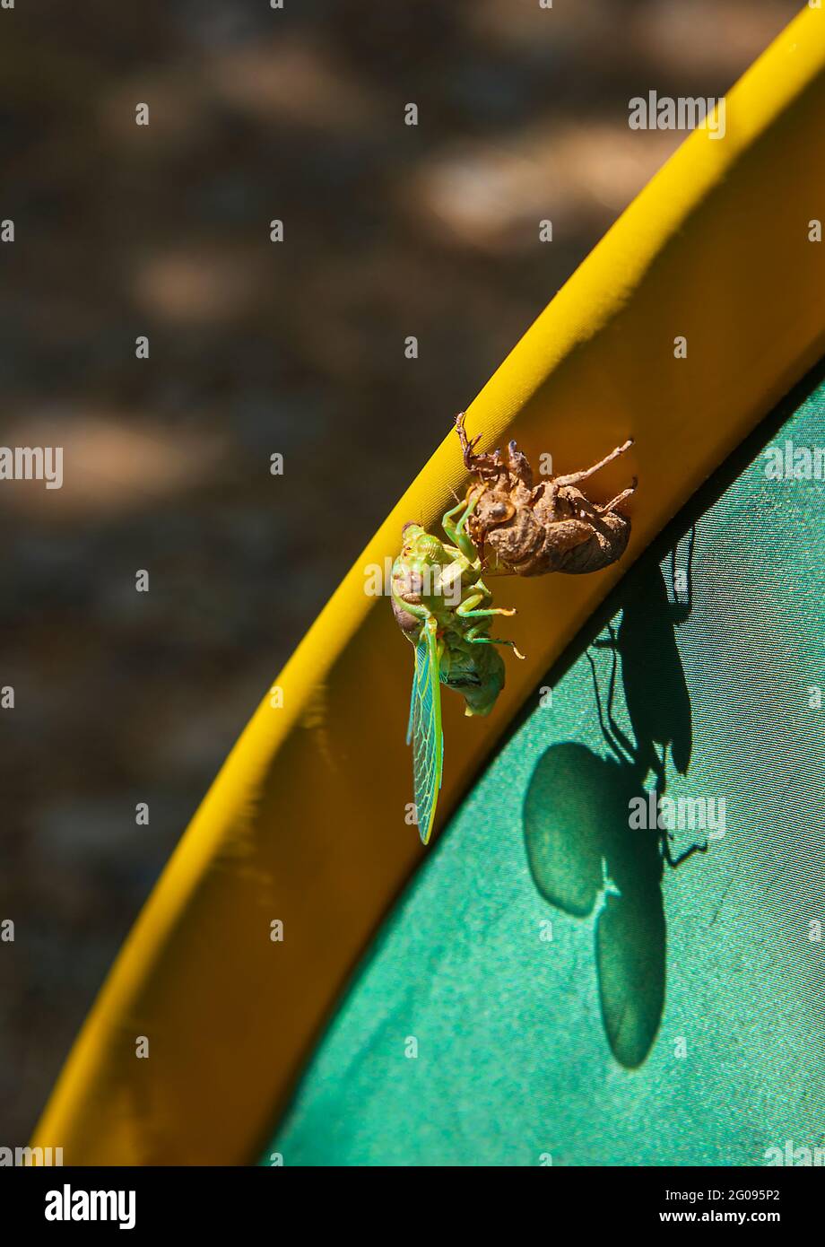 Cicada metamorphosis. The last molt is turning into an adult insect ...