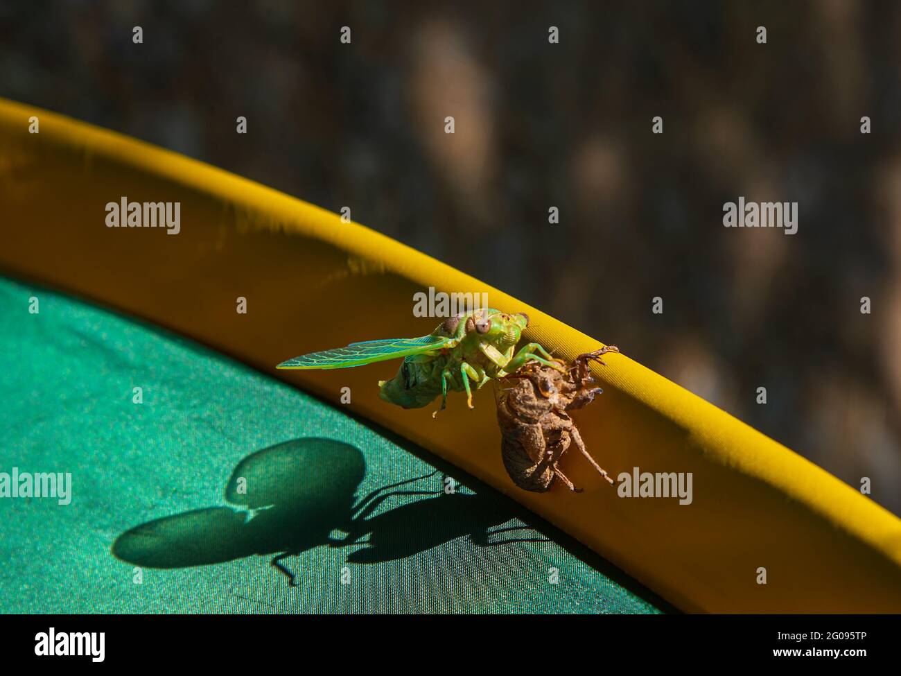 Cicada metamorphosis. The last molt is turning into an adult insect ...