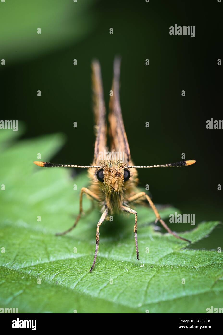 Butterfly with folded wings hi-res stock photography and images - Alamy