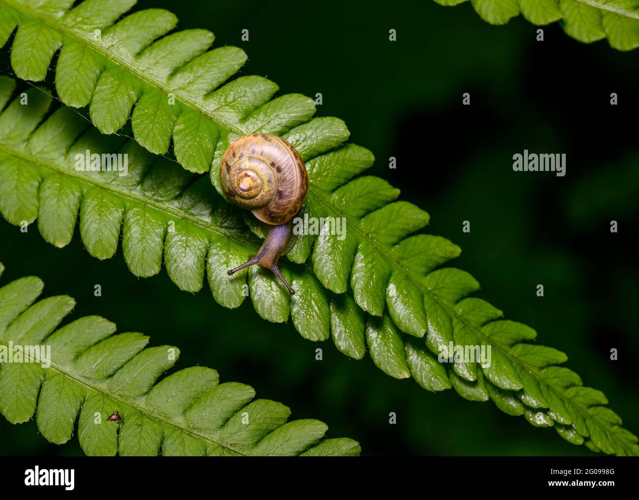 Fern snail hi-res stock photography and images - Alamy